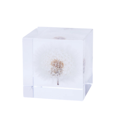 Dandelion – Fish Legs